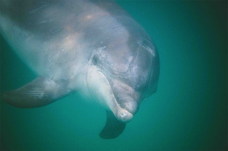 Out of Focus - Ocean moments with Warbey – Jam Industries